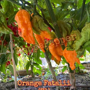 Orange Fatalii (unknown Cross F1) Pepper Seeds - Etsy