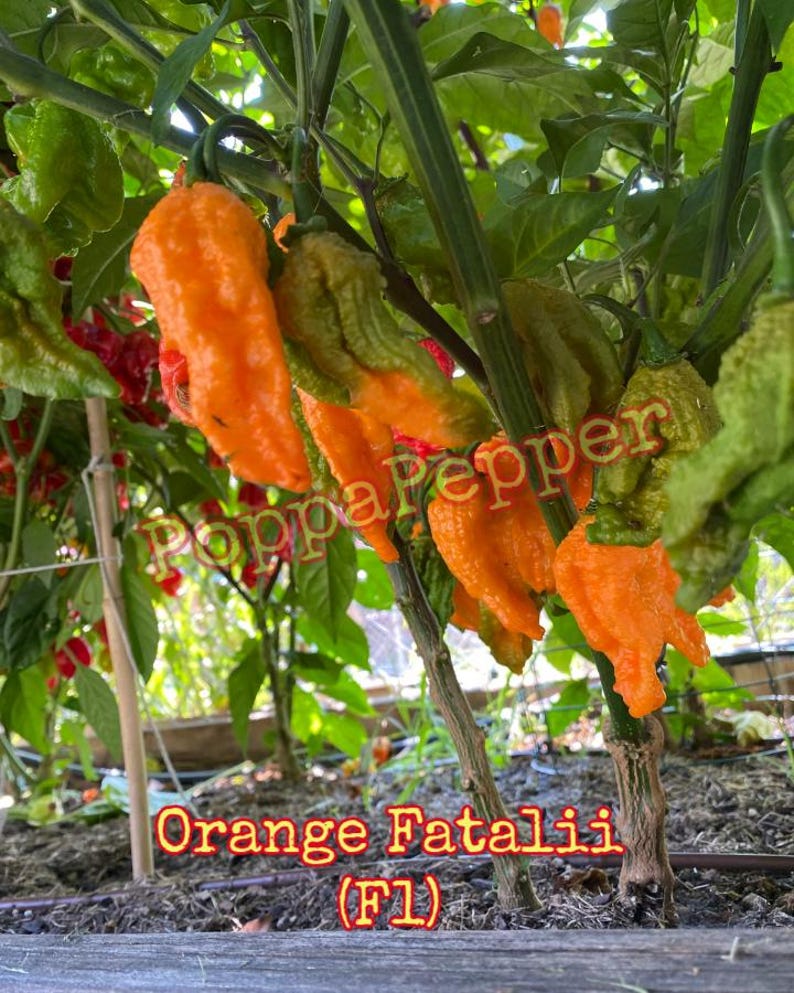 Orange Fatalii (unknown Cross F1) Pepper Seeds - Etsy