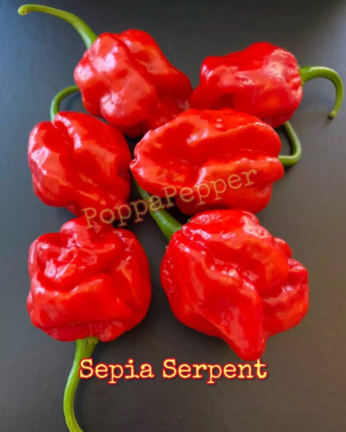 Red Sepia Serpent Pepper Seeds - Etsy