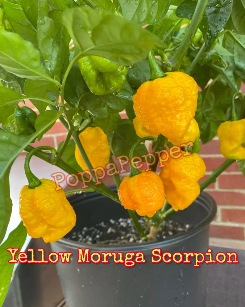 Yellow Moruga Scorpion Pepper Seeds - Etsy