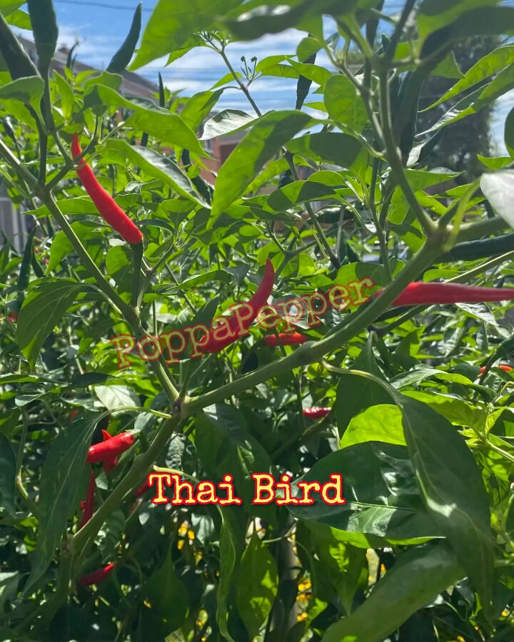 Thai Bird Pepper Seeds - Etsy