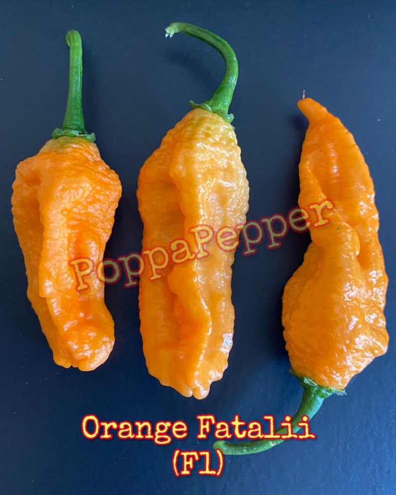 Orange Fatalii (unknown Cross F1) Pepper Seeds - Etsy