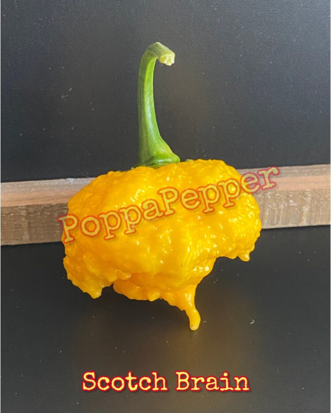 Scotch Brain Pepper Seeds - Etsy