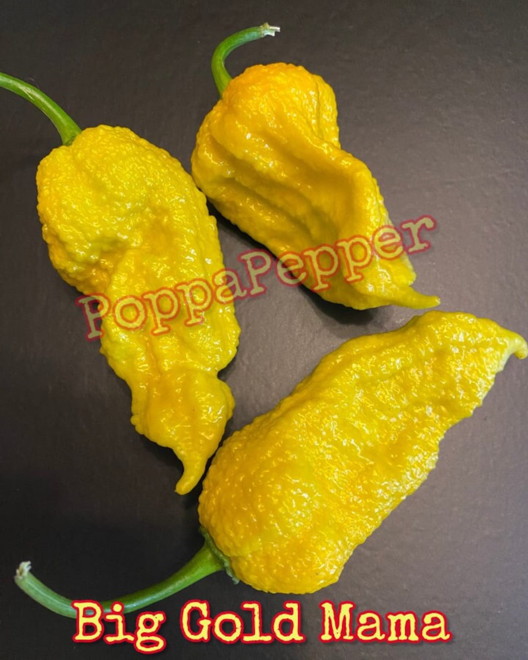Big Gold Mama Pepper Seeds - Etsy
