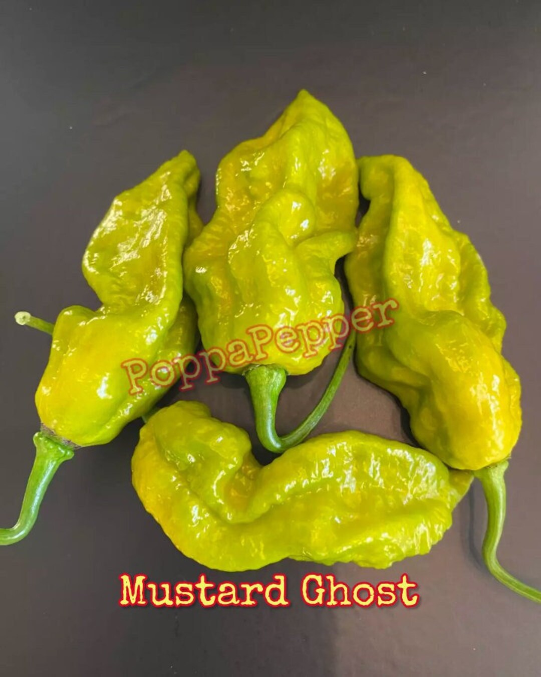Mustard Ghost Pepper Seeds - Etsy