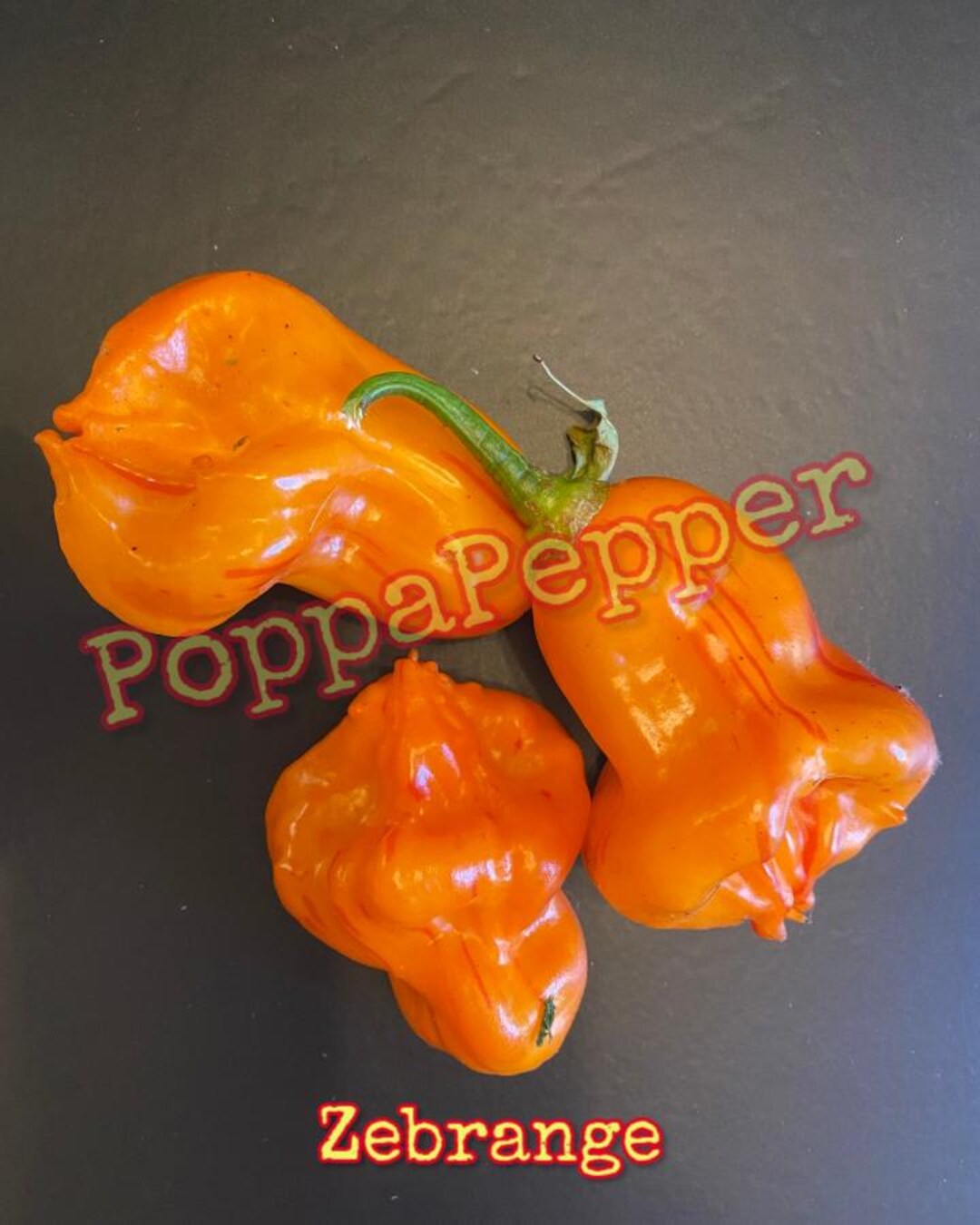Zebrange Pepper Seeds - Etsy
