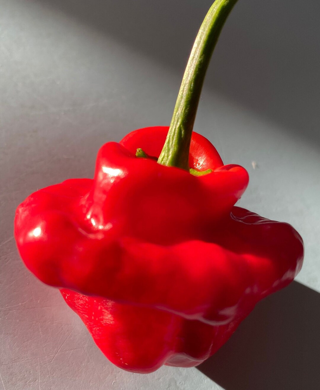 Red Scotch Bonnet Pepper Seeds - Etsy