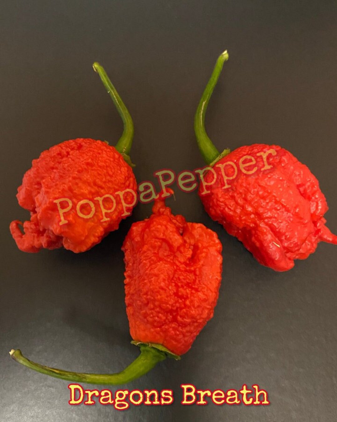 Dragons Breath Pepper Seeds - Etsy