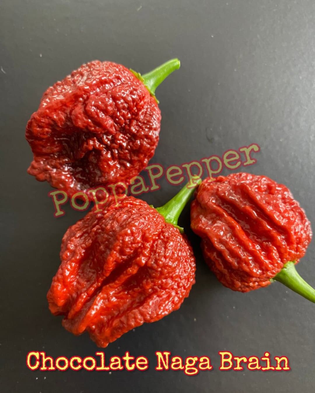 Chocolate Naga Brain Pepper Seeds - Etsy
