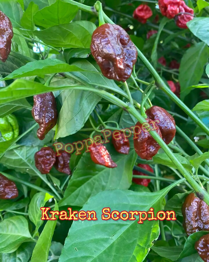 Kraken Scorpion Pepper Seeds - Etsy