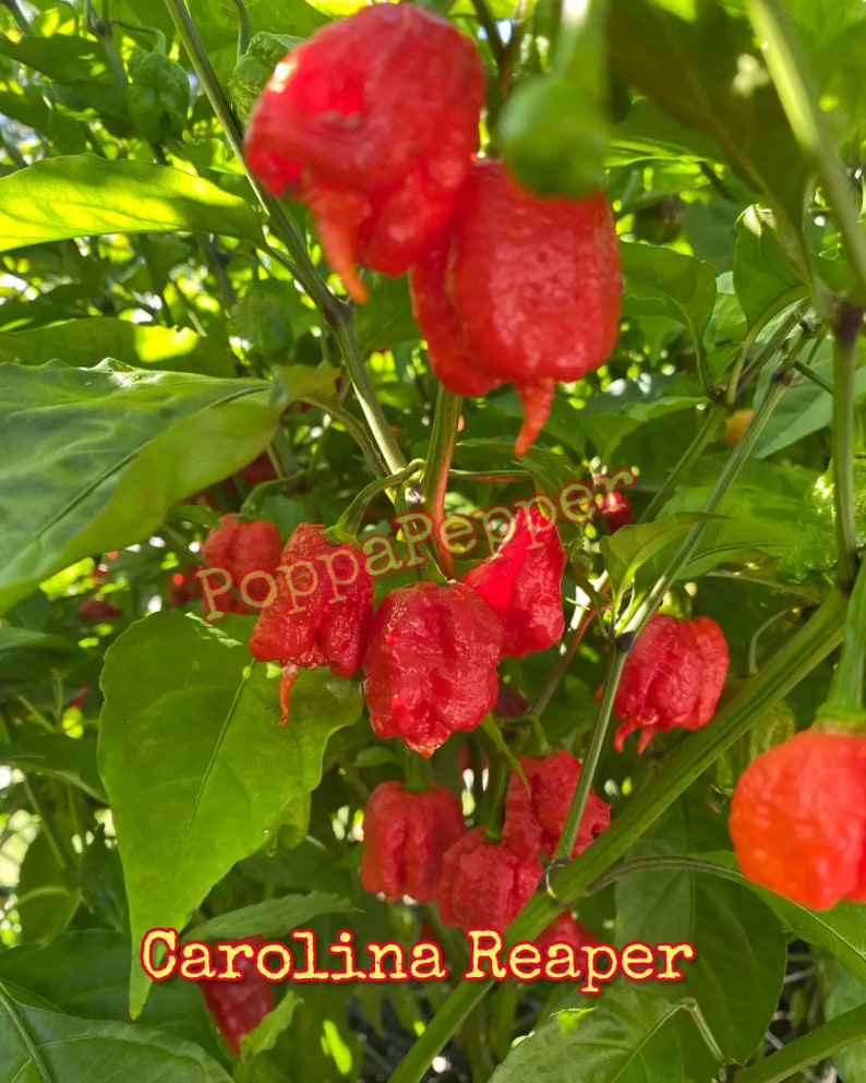 Carolina Reaper Seeds - Etsy