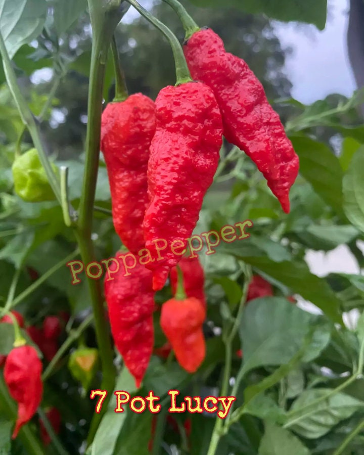 7 Pot Lucy Pepper Seeds - Etsy