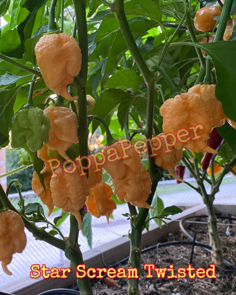 Star Scream Twisted Pepper Seeds - Etsy