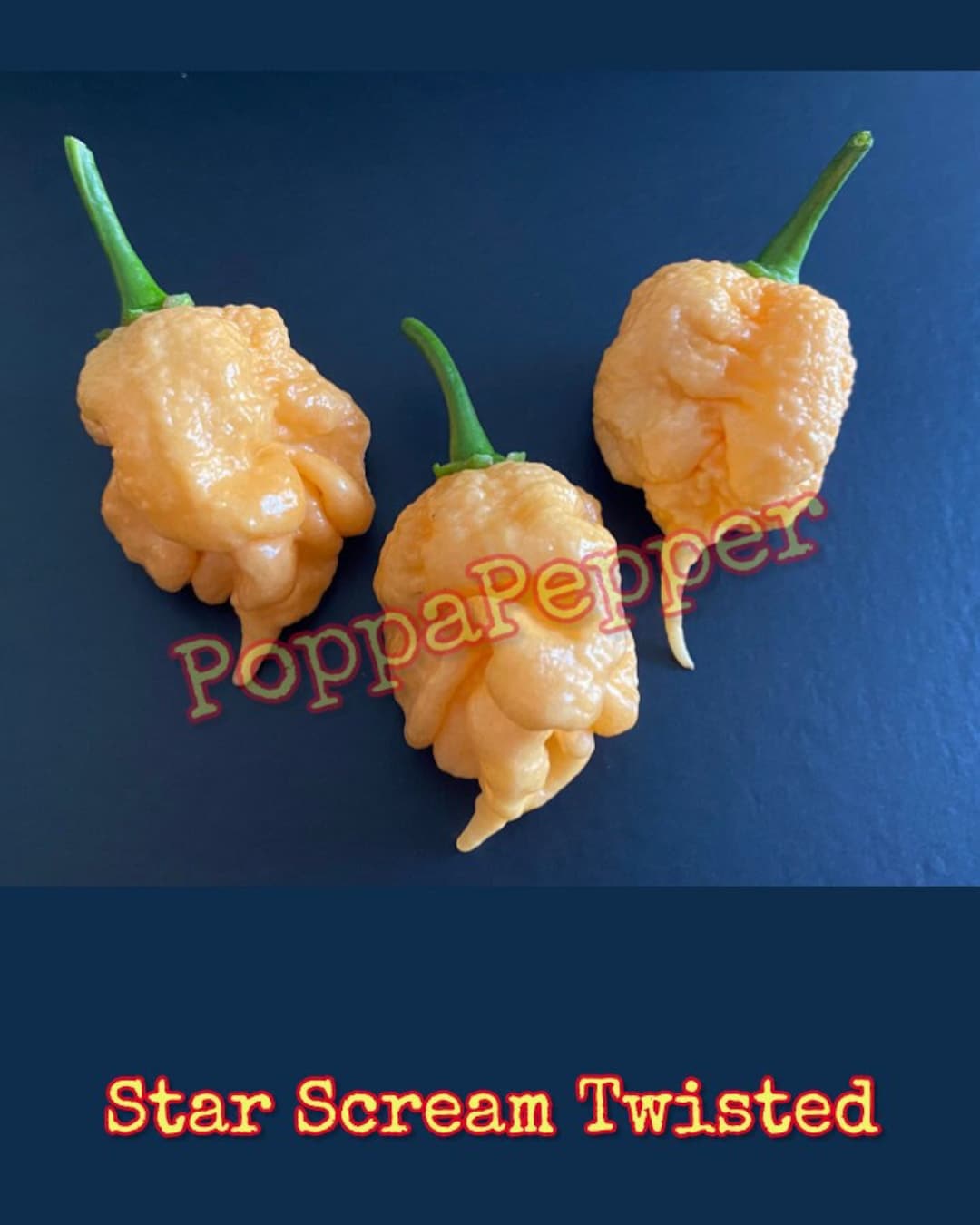 Star Scream Twisted Pepper Seeds - Etsy