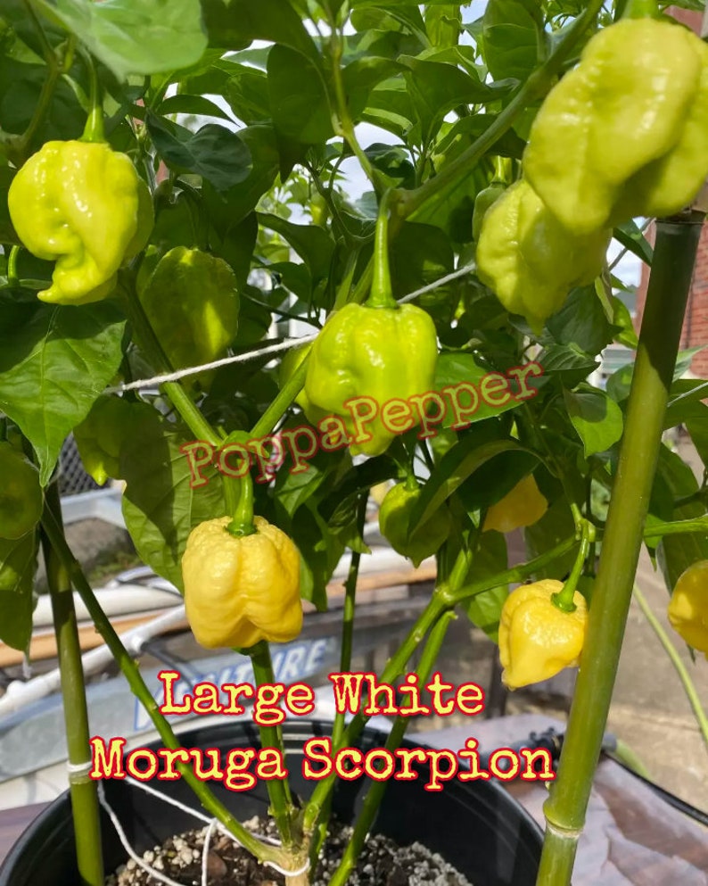 Large White Moruga Scorpion Pepper Seeds - Etsy