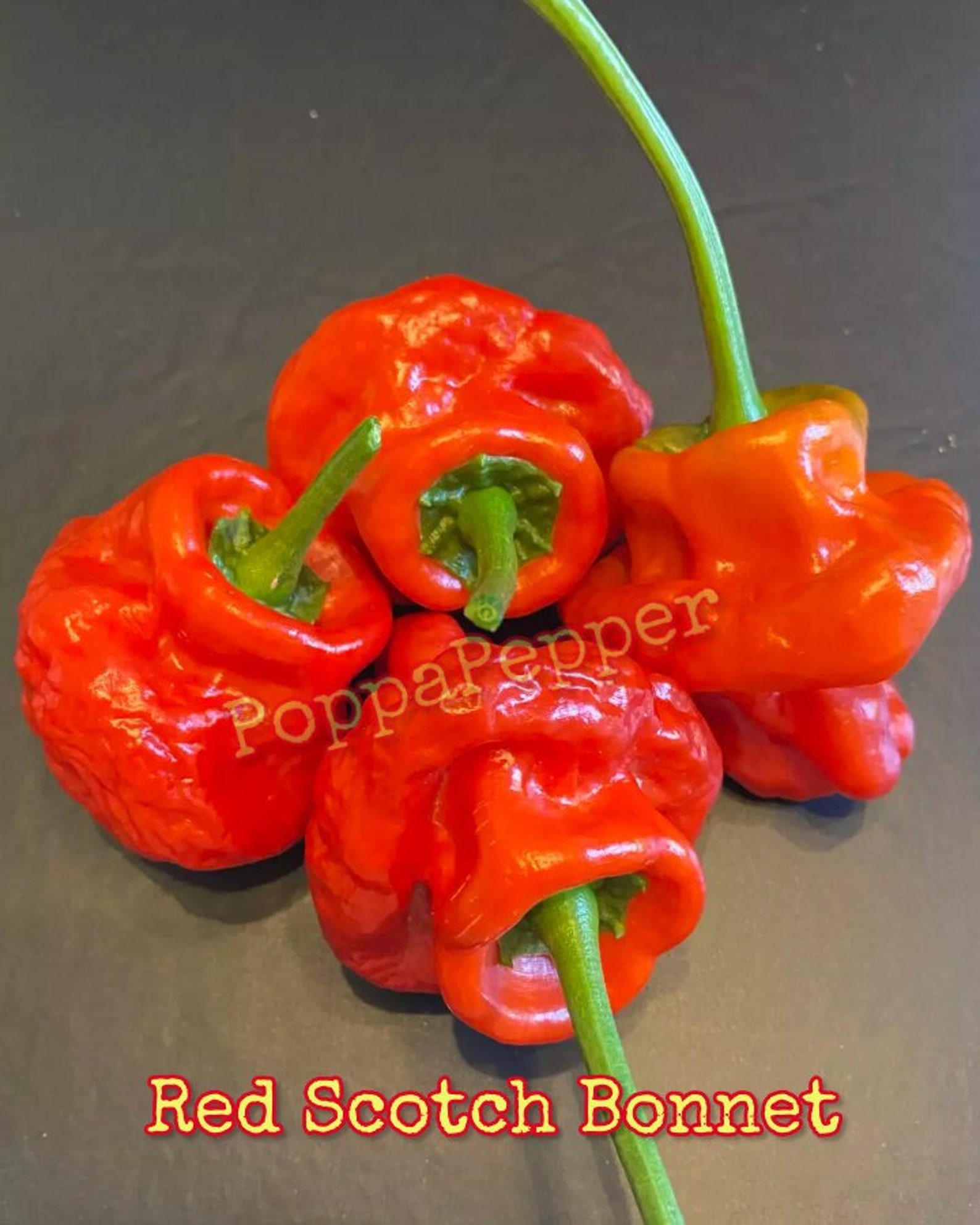 Red Scotch Bonnet Pepper Seeds - Etsy
