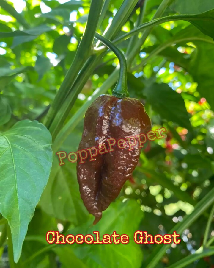 Chocolate Ghost Pepper Seeds - Etsy