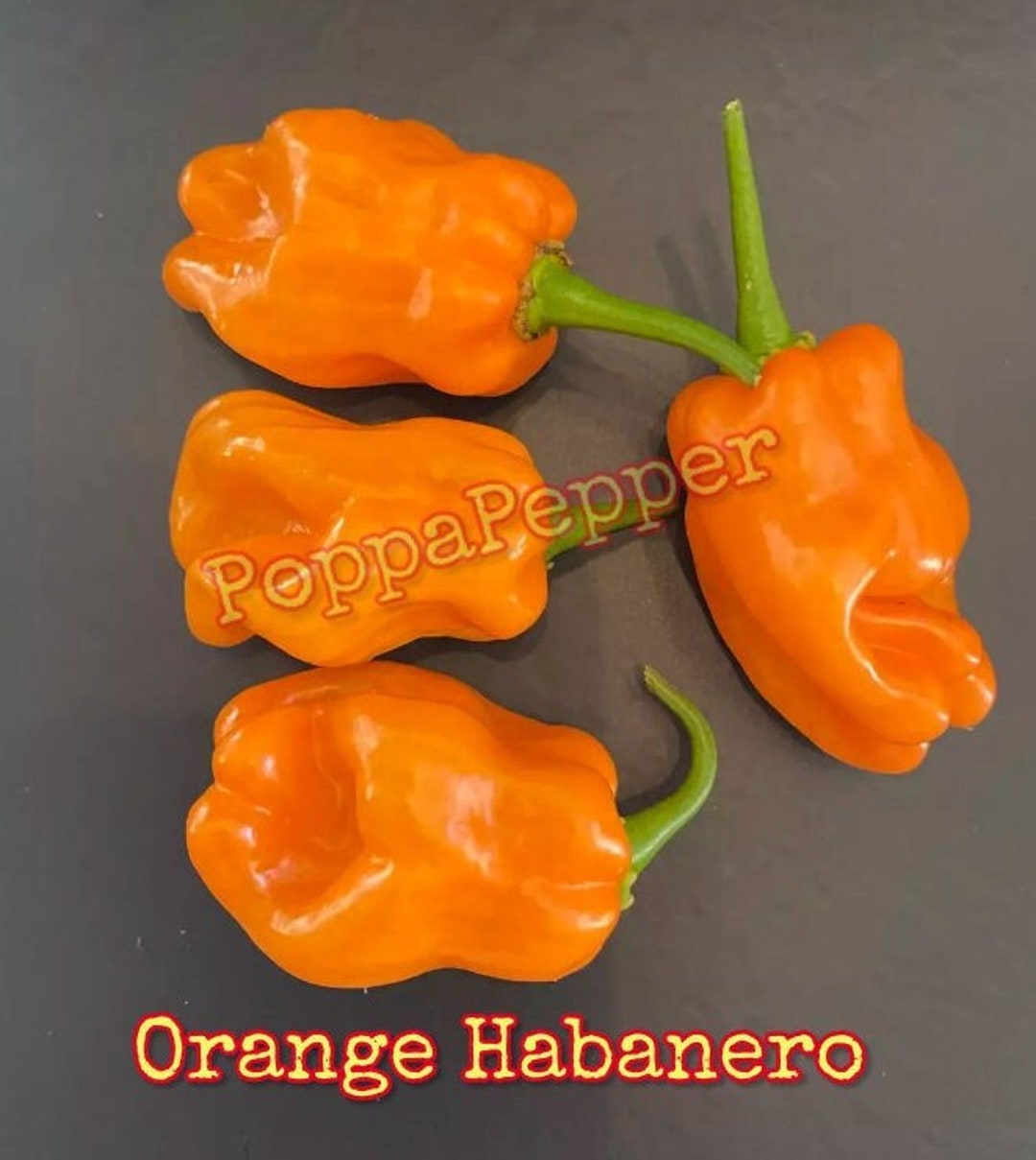 Orange Habanero Pepper Seeds - Etsy