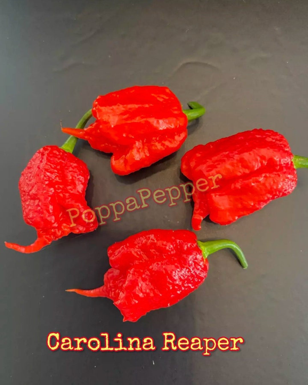 Carolina Reaper Seeds - Etsy