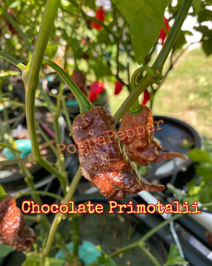 Chocolate Primotalii Pepper Seeds - Etsy