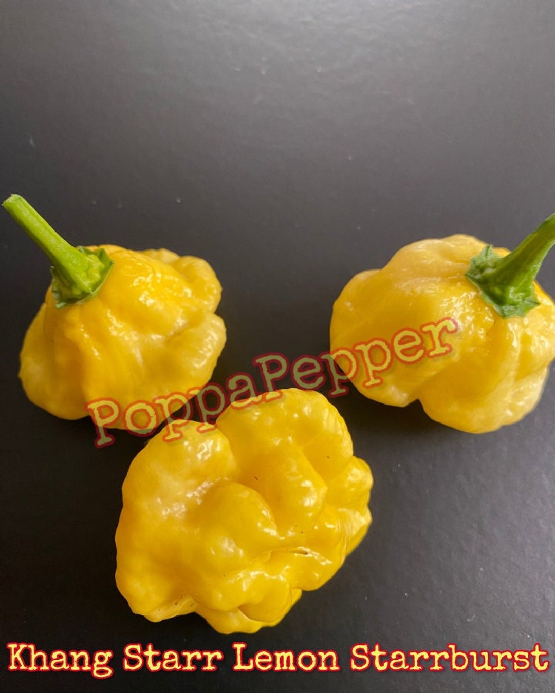 Khang Starr Lemon Starrburst Pepper Seeds - Etsy