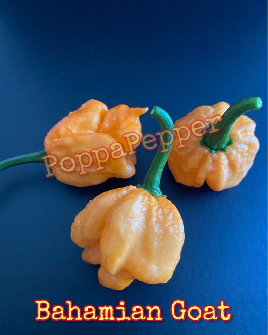 Bahamian Goat Pepper Seeds - Etsy