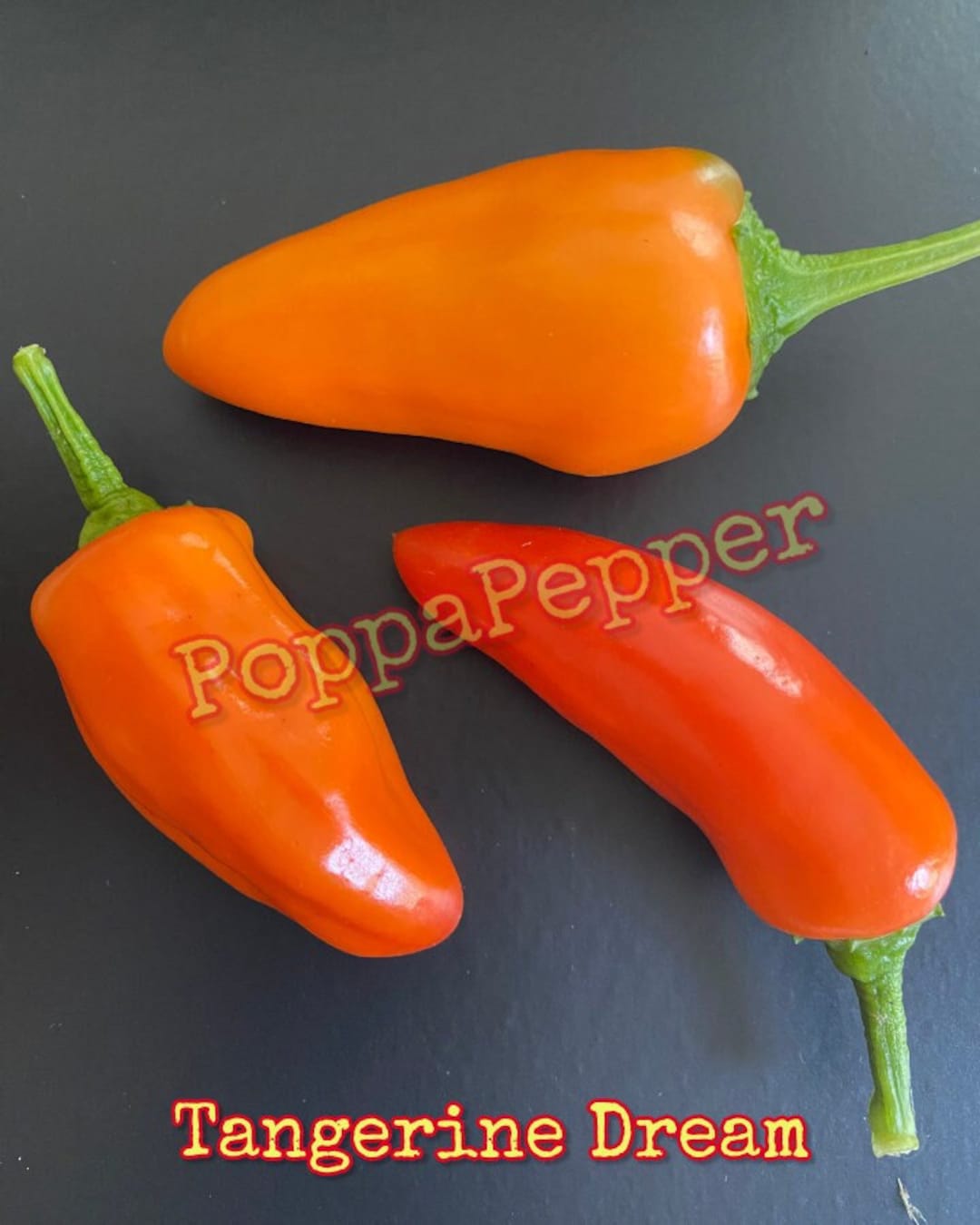 Tangerine Dream Pepper Seeds - Etsy