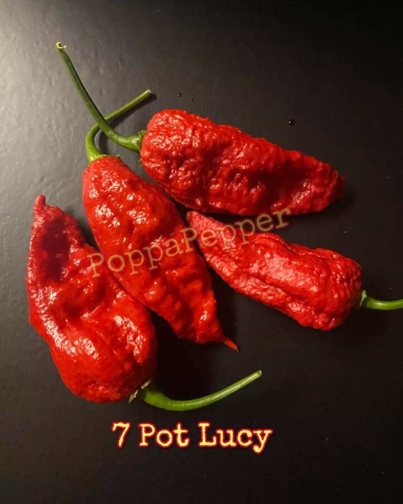 7 Pot Lucy Pepper Seeds - Etsy