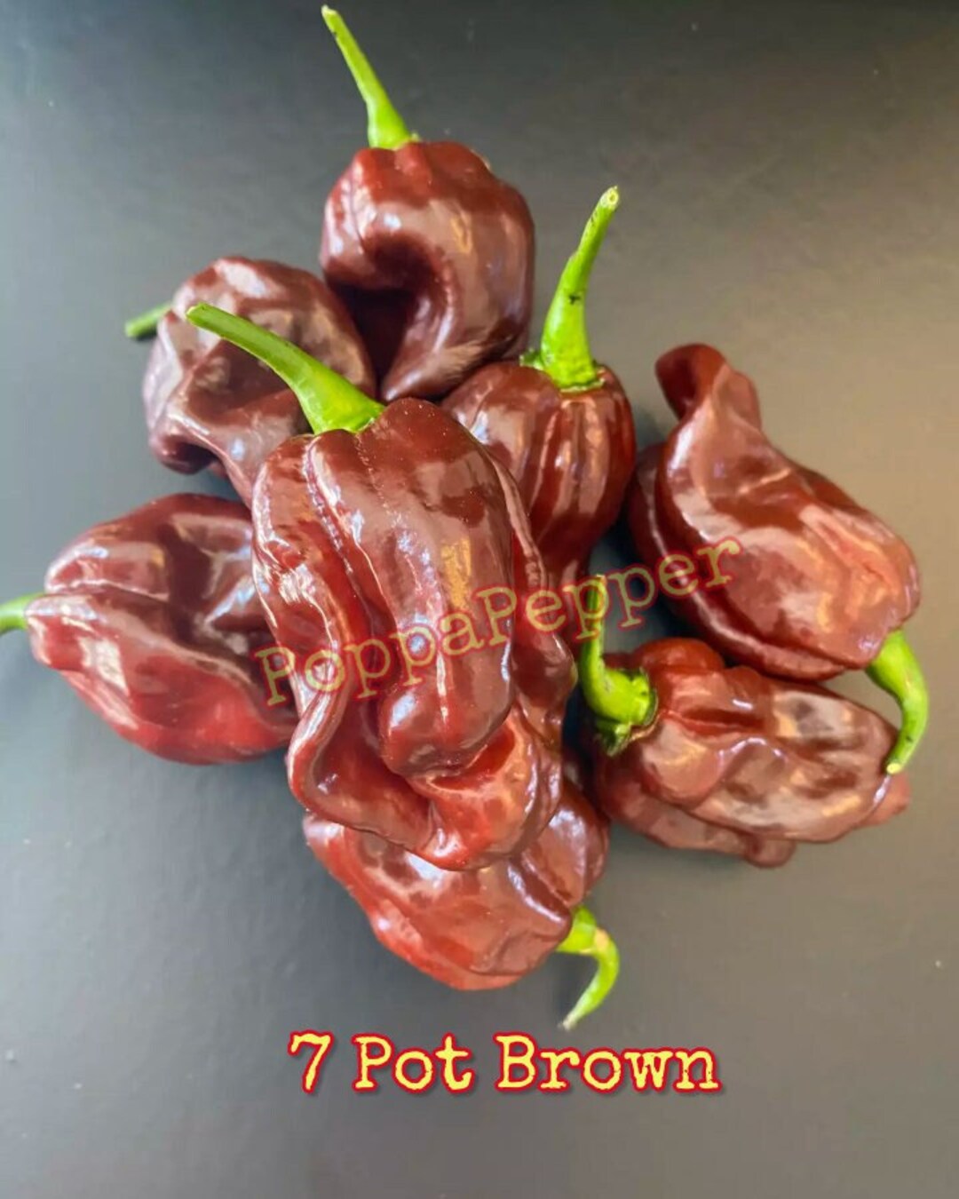 7 Pot Brown Pepper Seeds - Etsy
