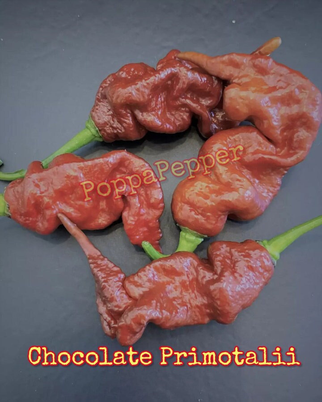Chocolate Primotalii Pepper Seeds - Etsy