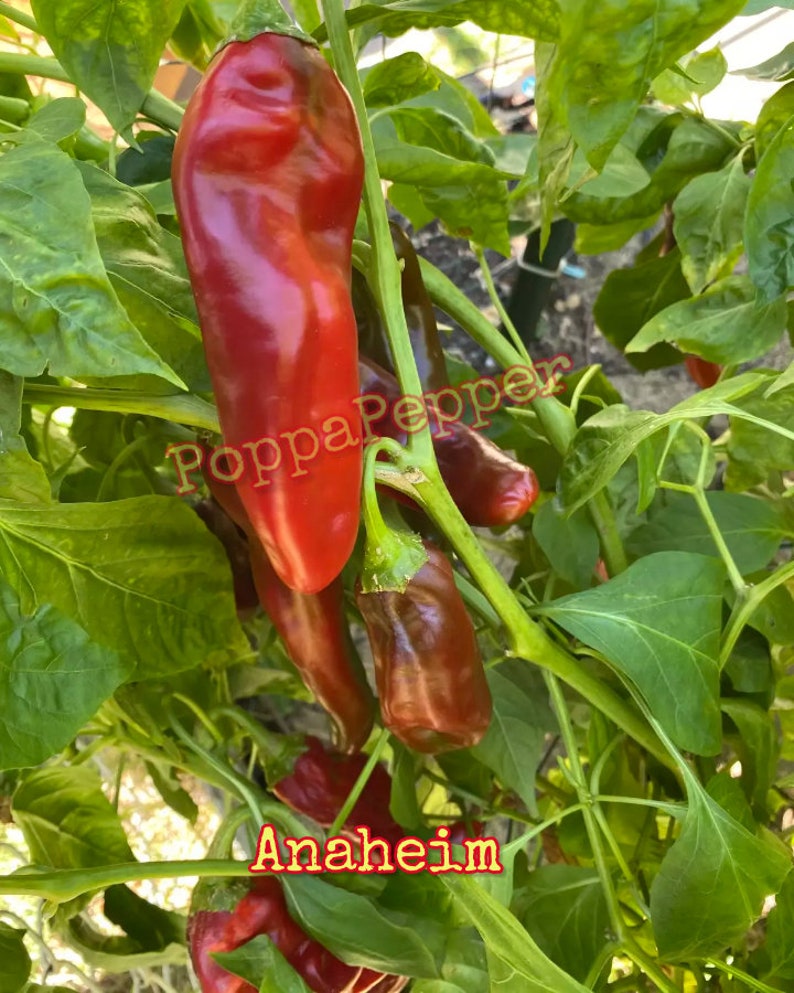 Anaheim Pepper Seeds - Etsy