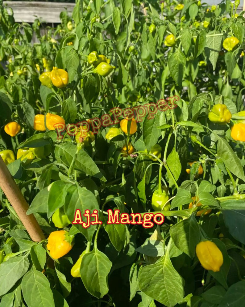 Aji Mango Pepper Seeds - Etsy
