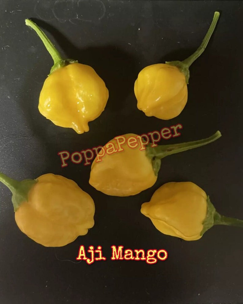 Aji Mango Pepper Seeds - Etsy