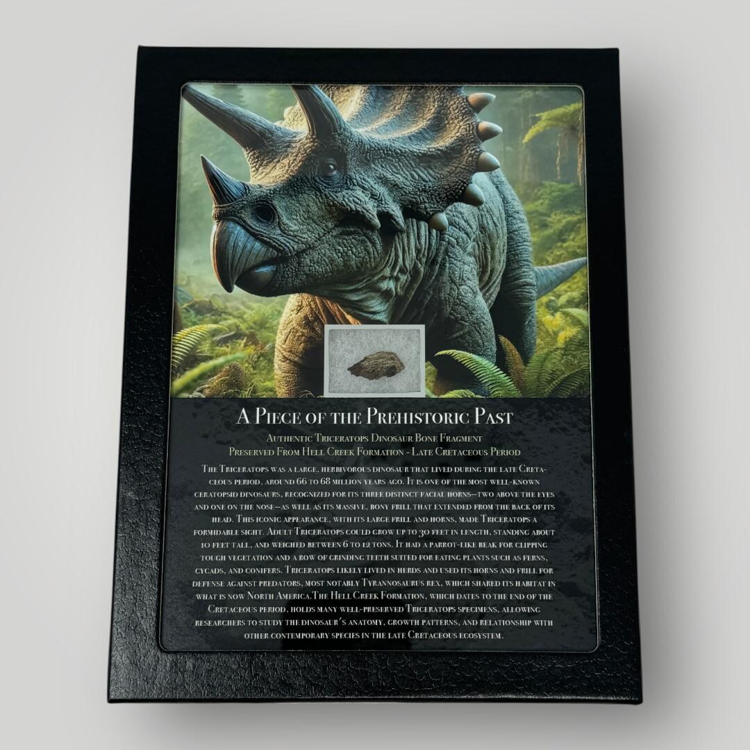 RARE! Authentic Triceratops Dinosaur Fossil Original Large Display Case ...