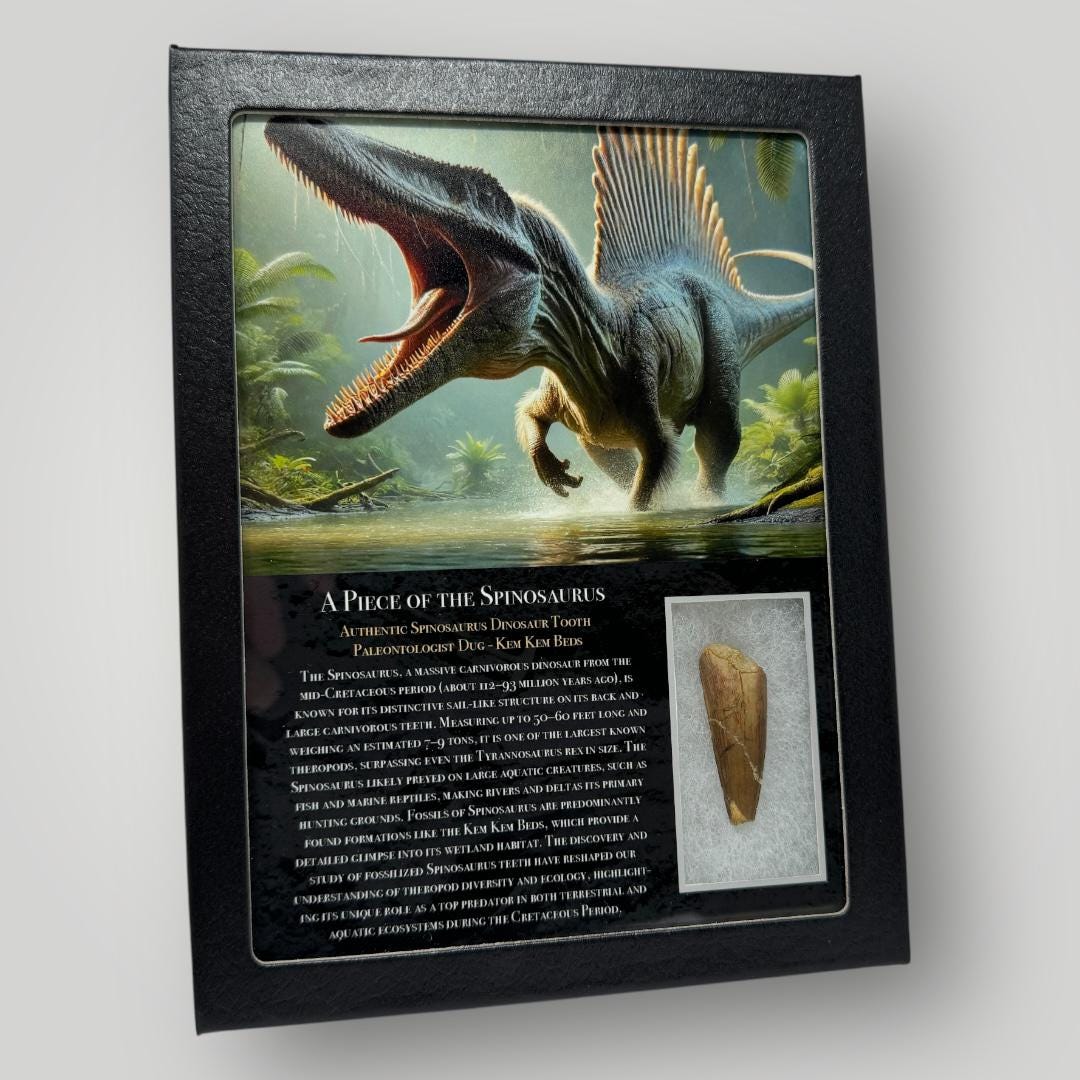 RARE! Original Spinosaurus Tooth Fossil Large Dinosaur Vertical Display ...