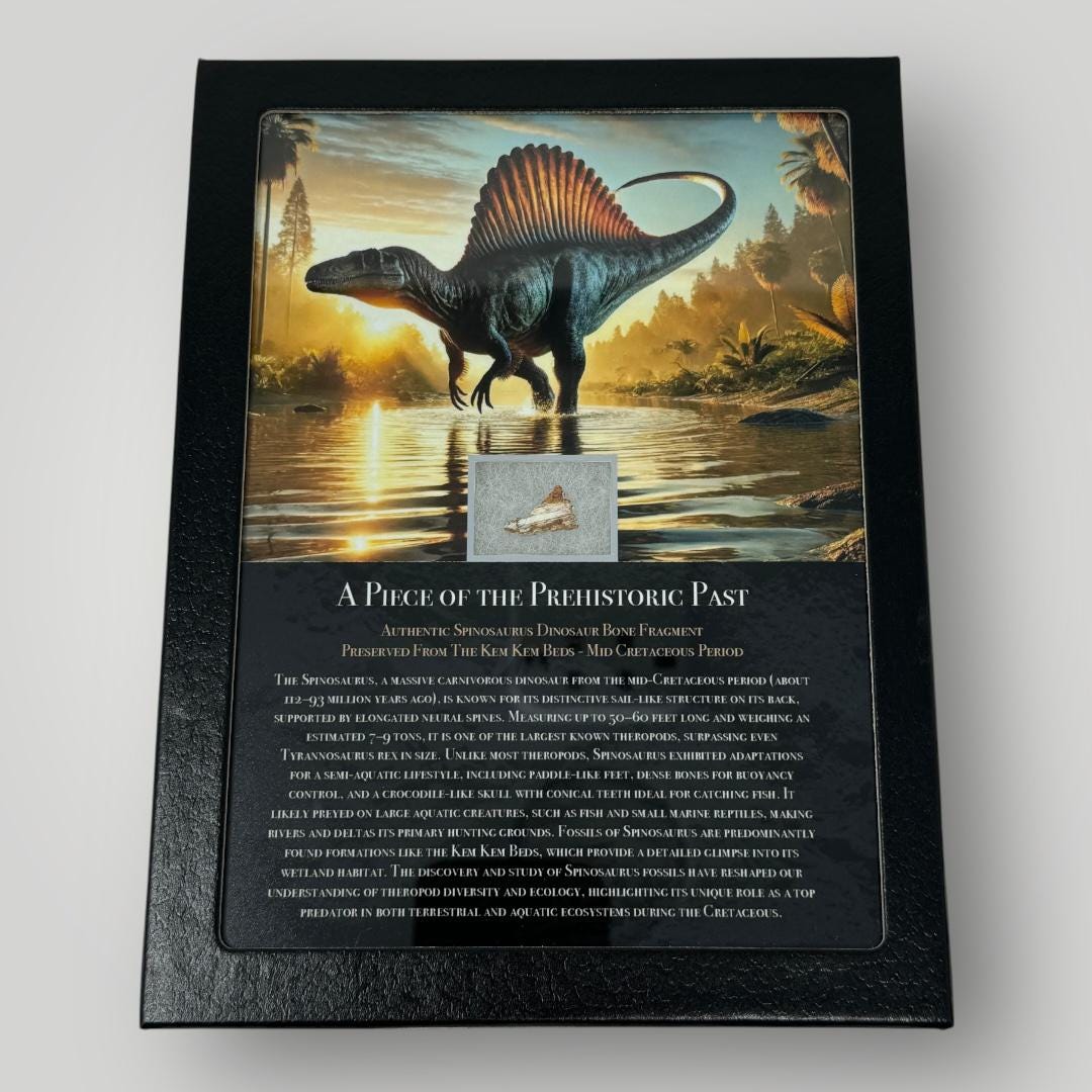 Original Spinosaurus Fossil Large Dinosaur Facts Vertical Display ...