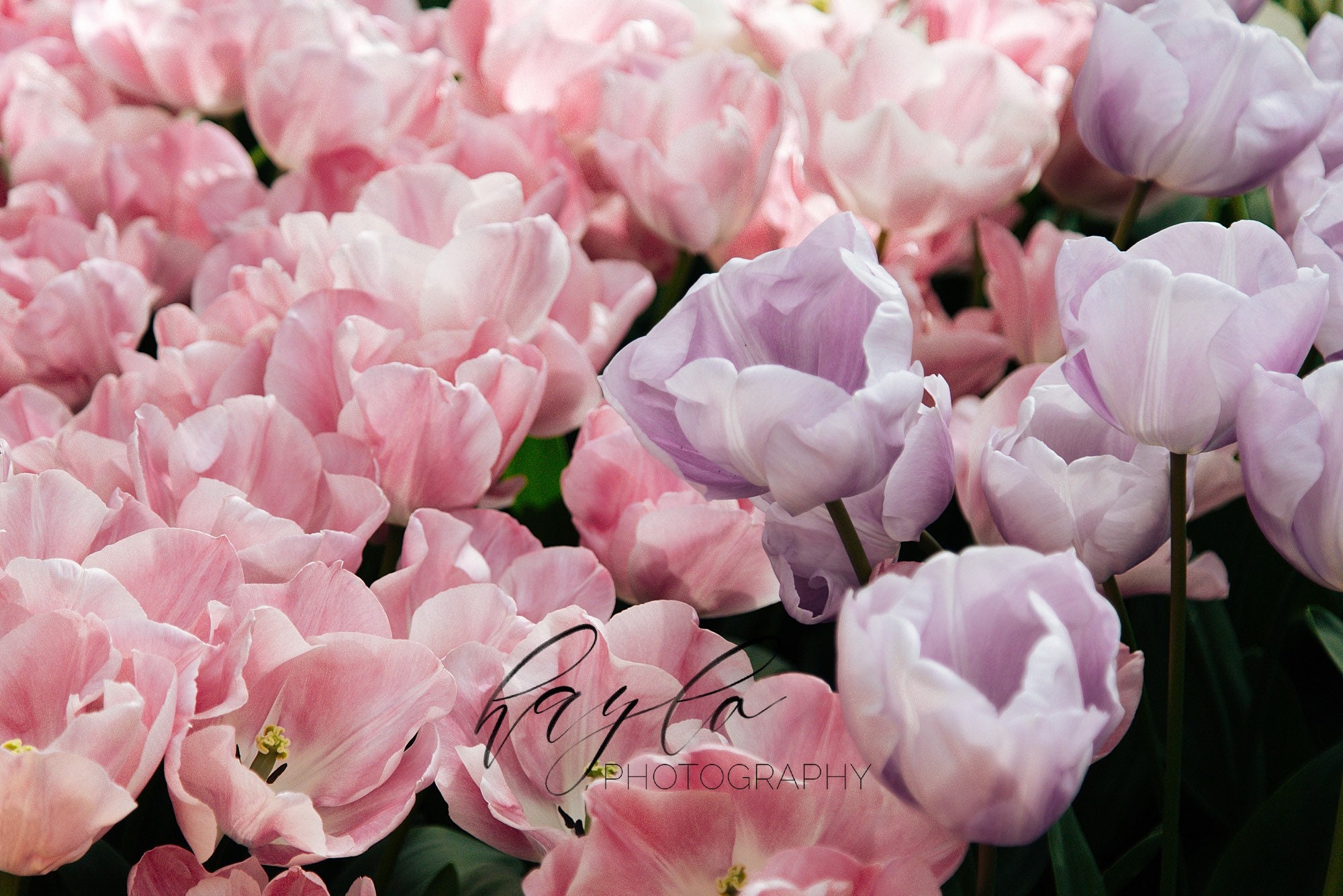 Tulips, Netherlands, Dutch, Holland, Photo Print, Dutch Tulips, Europe ...