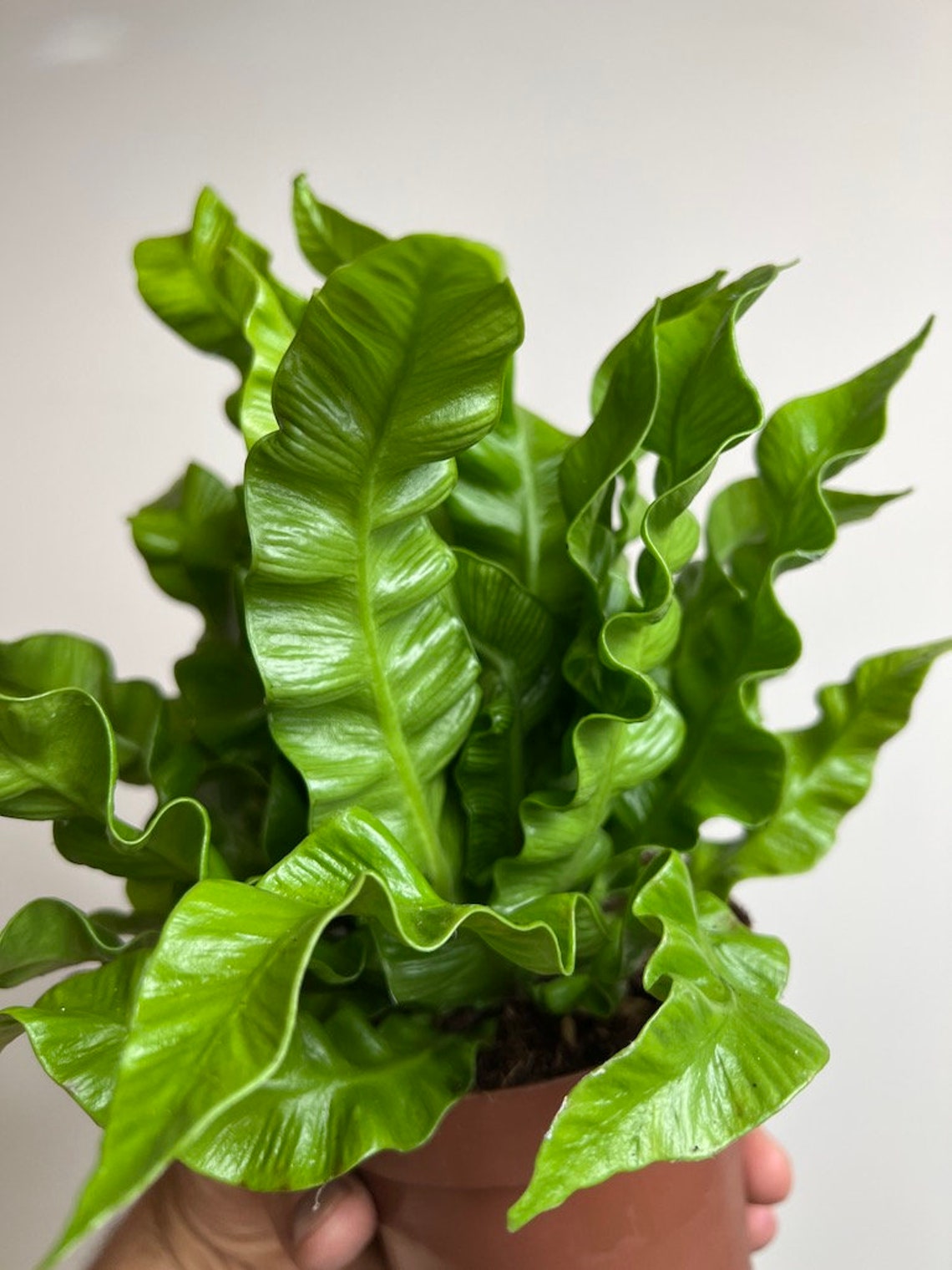 Asplenium Crispy Wave Asplenium Nidus Air Purifying Fern - Etsy Canada