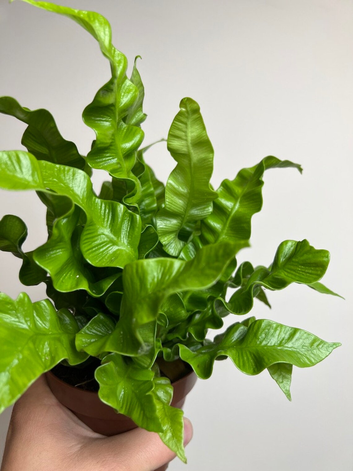 Asplenium Crispy Wave Asplenium Nidus Air Purifying Fern - Etsy Canada