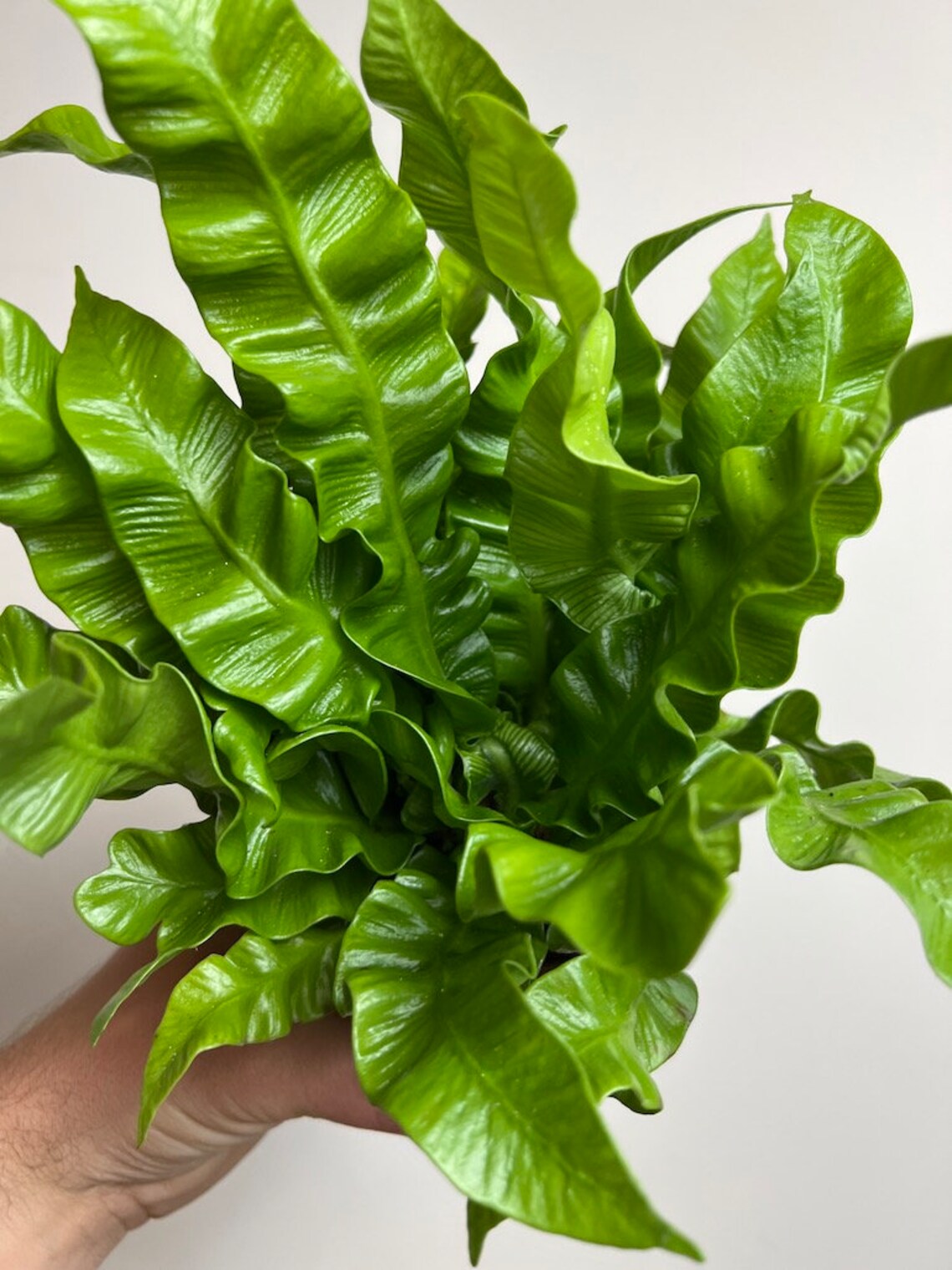 Asplenium Crispy Wave Asplenium Nidus Air Purifying Fern - Etsy Canada
