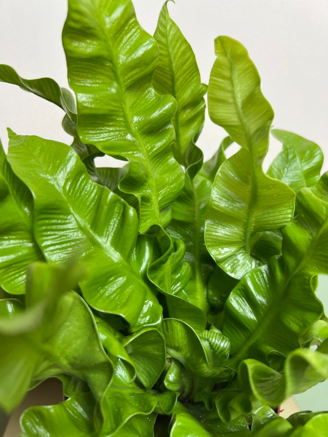 Asplenium Crispy Wave Asplenium Nidus Air Purifying Fern - Etsy Canada