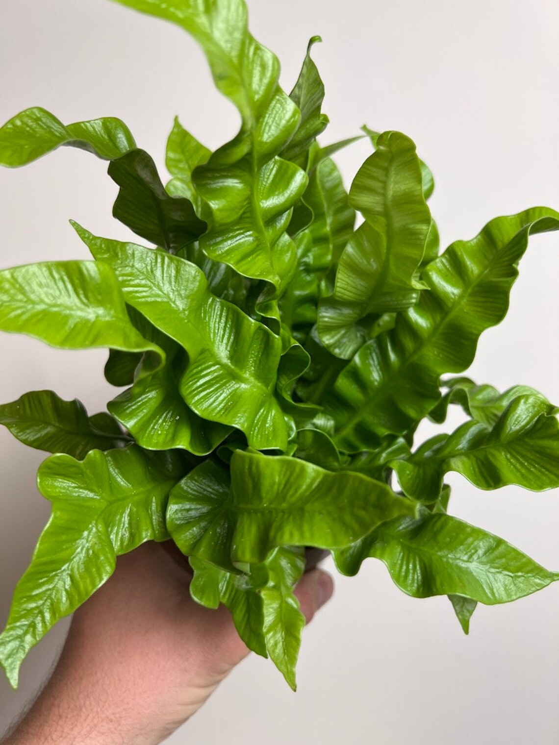 Asplenium Crispy Wave Asplenium Nidus Air Purifying Fern - Etsy Canada