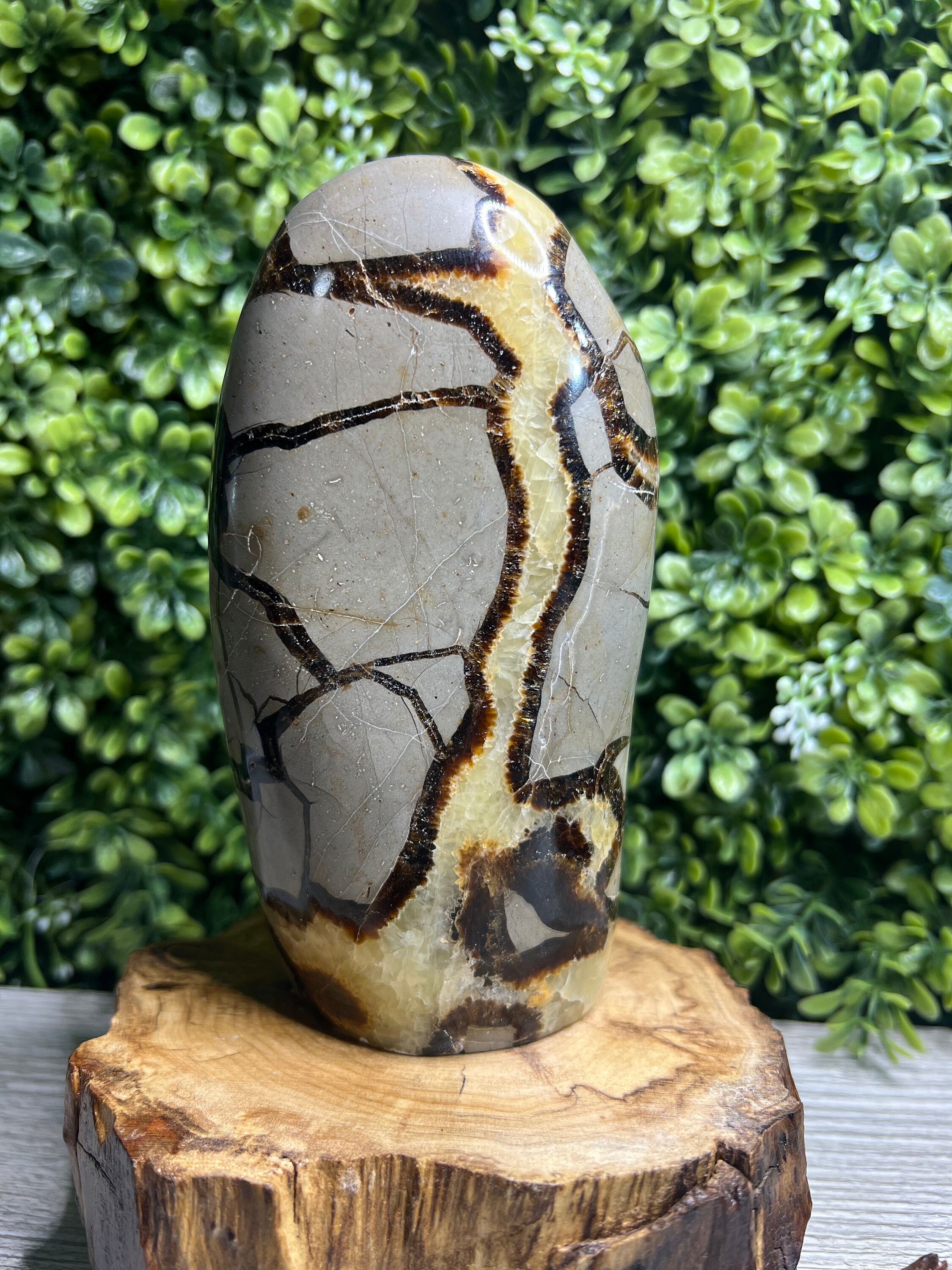 Septarian Free Form Septarian Cut Base Septarian Dragon - Etsy