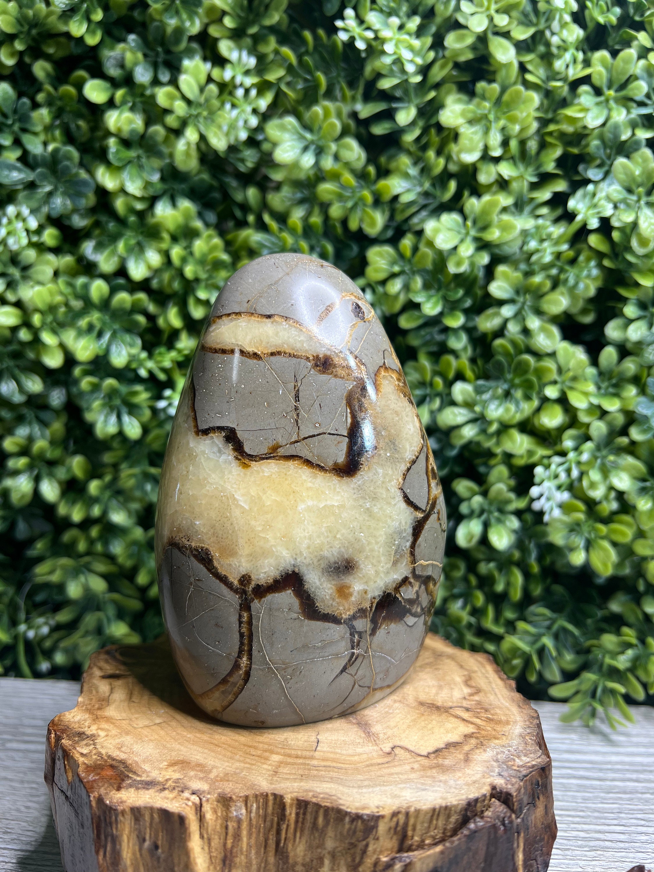 Septarian Free Form Septarian Cut Base Septarian Dragon - Etsy