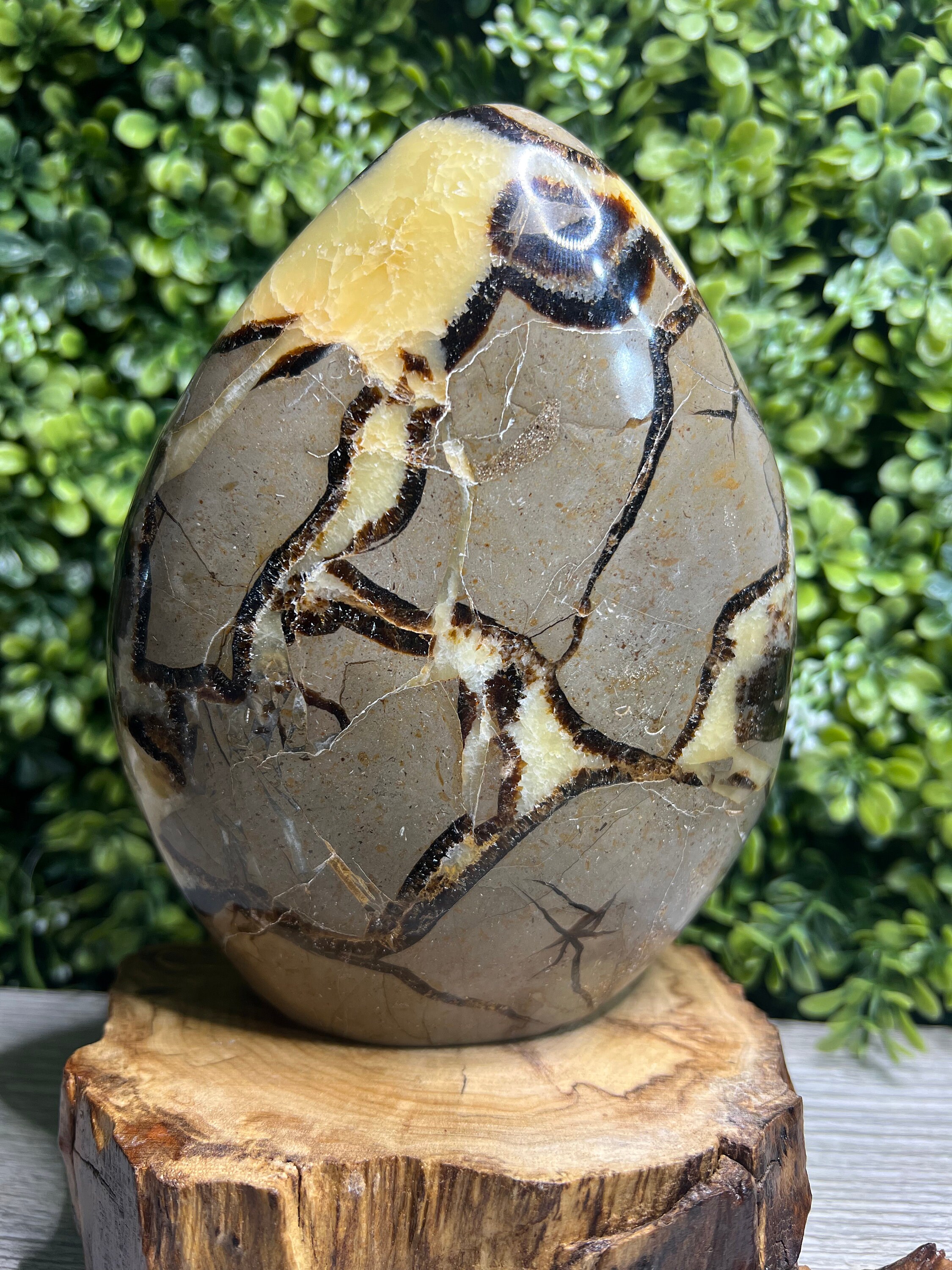 Septarian Free Form, Septarian Cut Base, Septarian, Dragon Stone Free ...