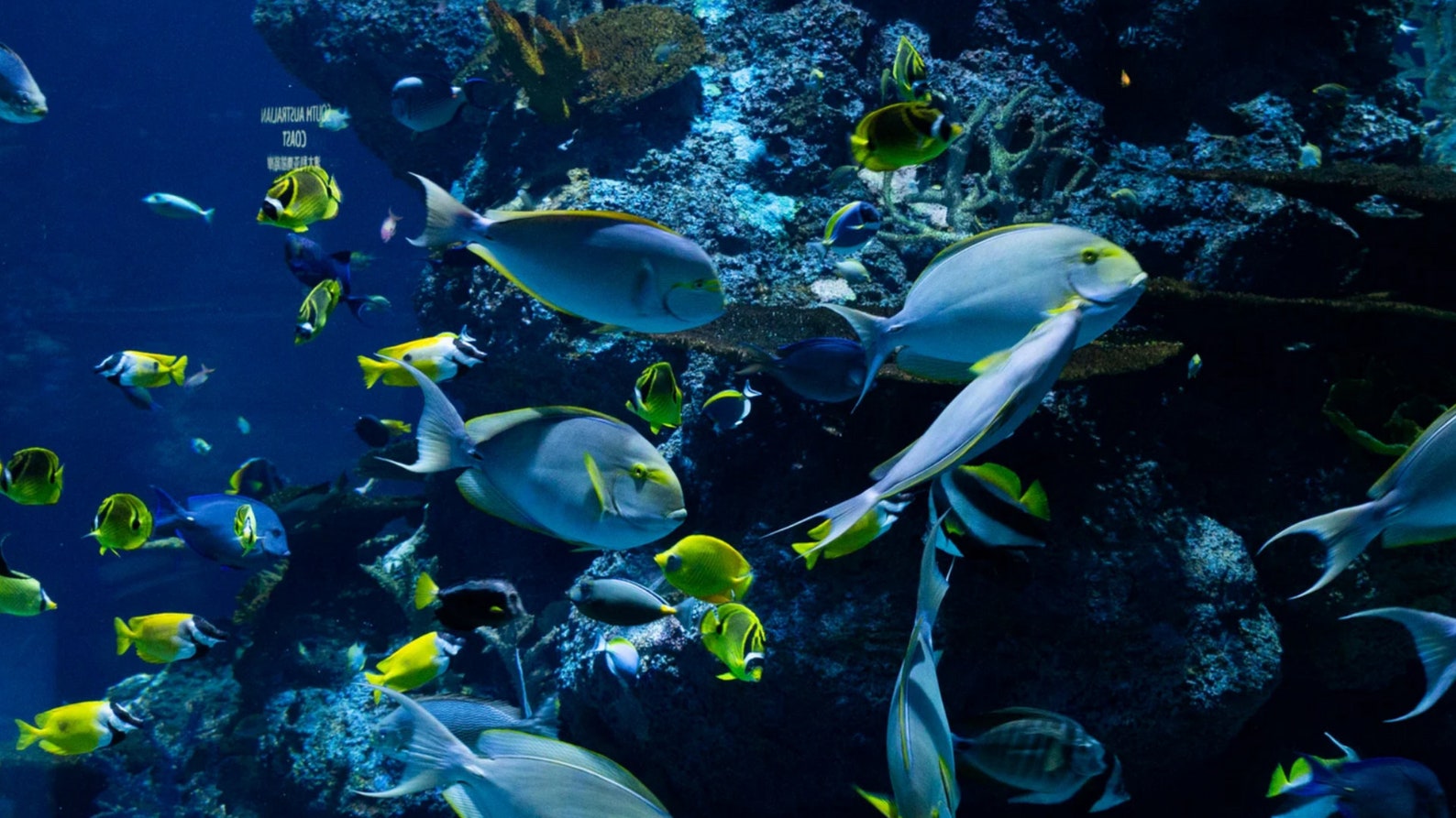 Terraria, Ocean, Aquarium Printable and Digital Background Art for ...