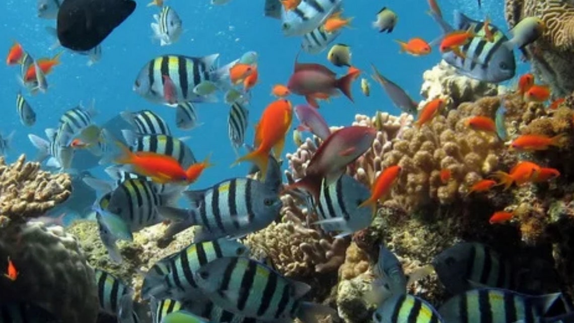 Terraria Ocean Aquarium Printable and Digital Background Art - Etsy