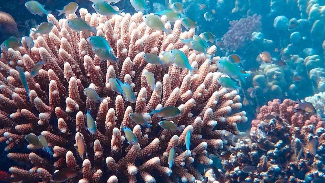 Terraria Ocean Aquarium Printable and Digital Background Art - Etsy