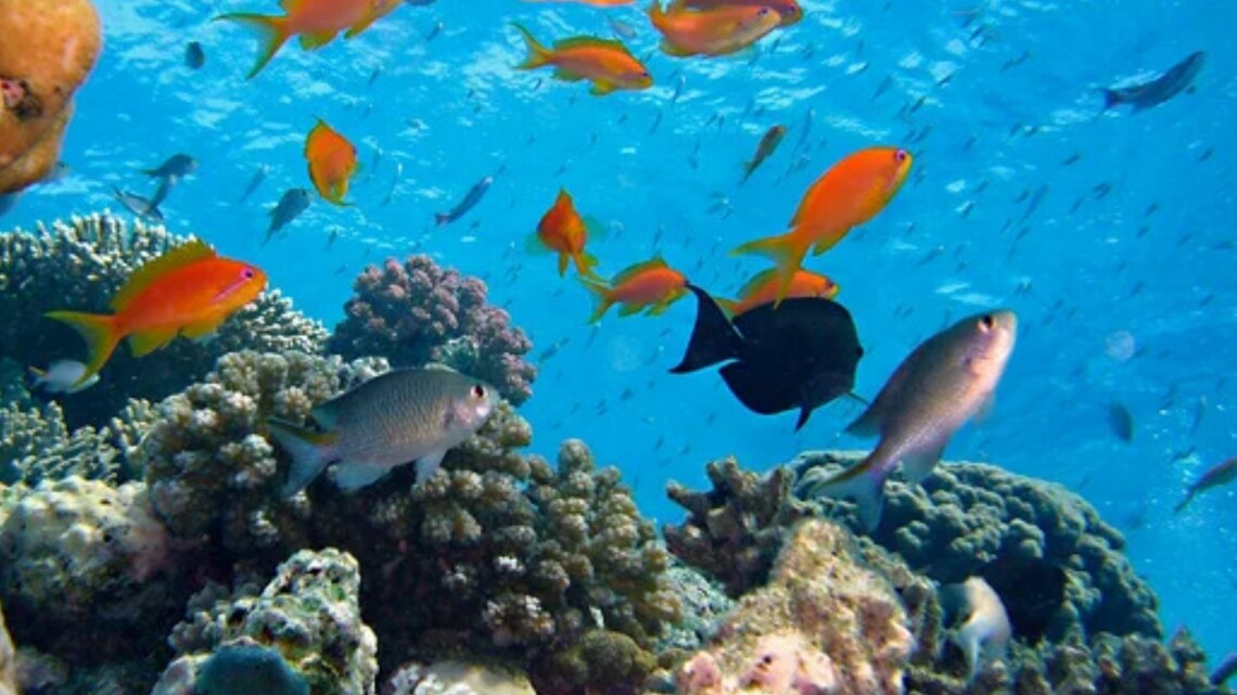 Terraria Ocean Aquarium Printable and Digital Background Art - Etsy