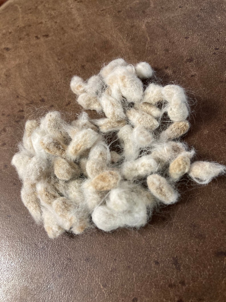 25 Cotton Seeds - Etsy